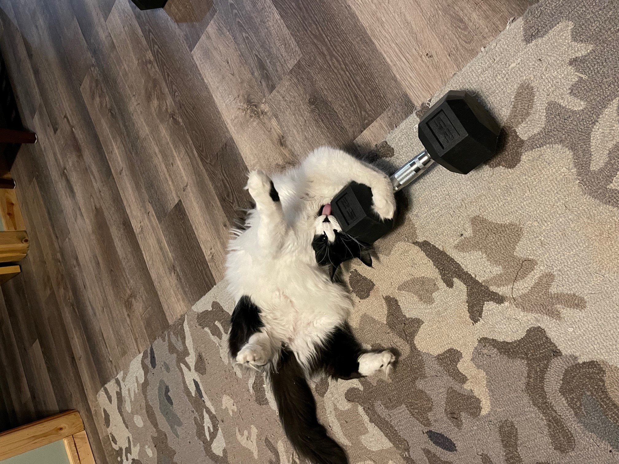 We Can't Help Falling in Love, Can You? - Leonard Rickey