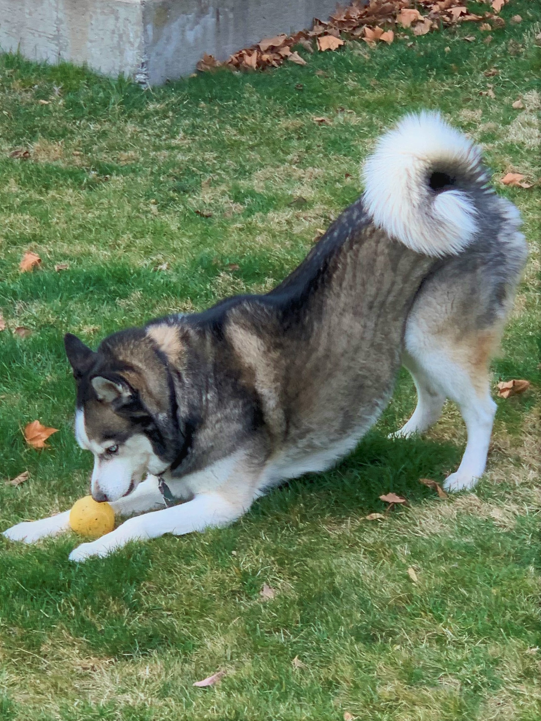 We Can't Help Falling in Love, Can You? - Leonard Rickey